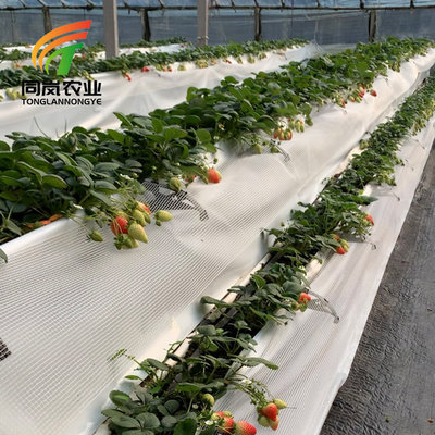 Agriculture Greenhouse Strawberry Planting System Container Plant Factory