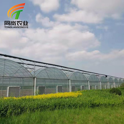 China Low Cost Agricultural UV Plastic Polyethylene Film Cover Single Multi-Span Greenhouses Tent Farming For Sale Manufacturer