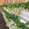Agriculture Greenhouse Strawberry Planting System Container Plant Factory